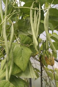 An Old-Time Southern Method of Preserving Beans – Mother Earth News